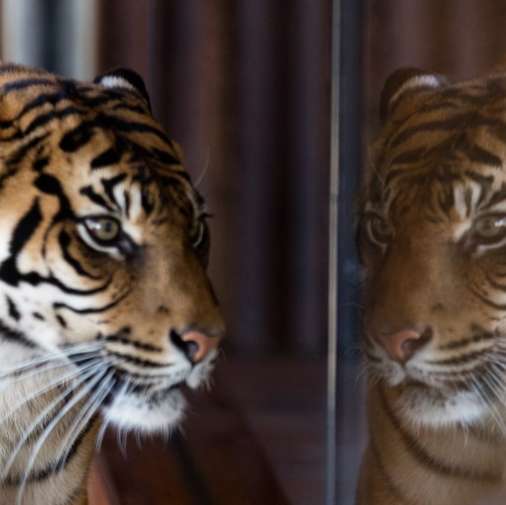 What if your church…was a zookeeper? – Peter D Hughes